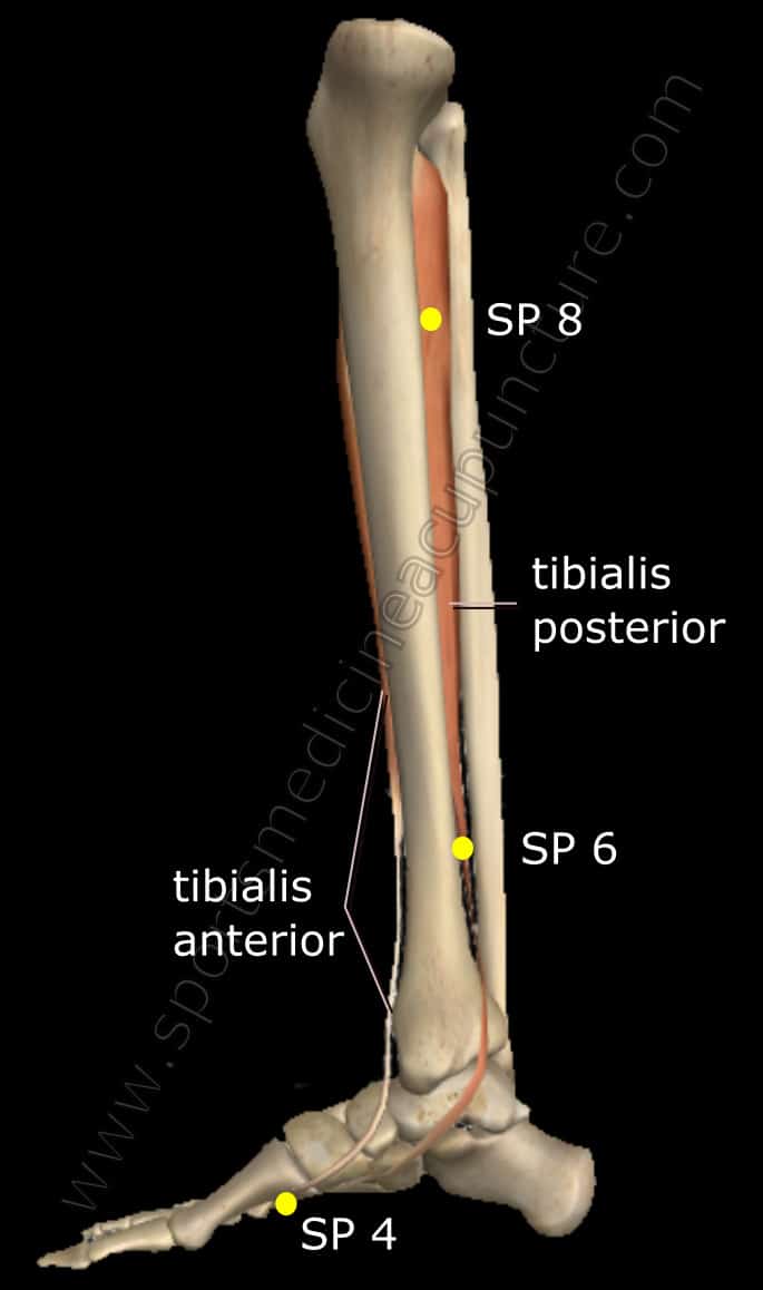 Anatomy of SP 4 (Gongsun) and Balance of the Medial Arch