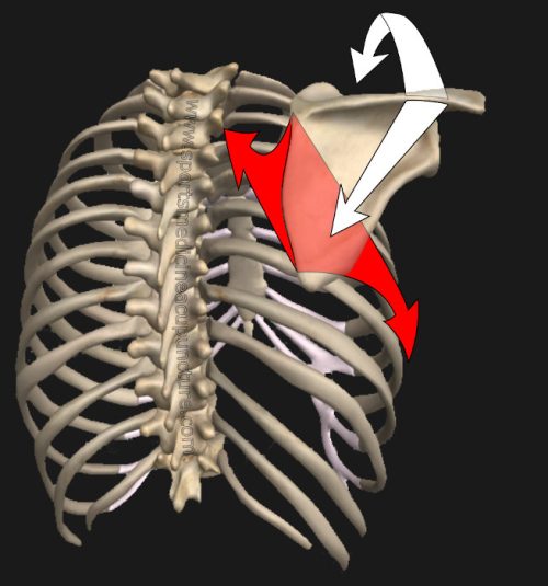 Pericardium and Lung Channel Sinew and Scapular Position