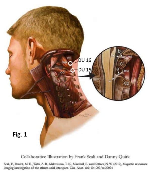 DU 16 (Fengfu) and the Myodural Bridge | AcuSport Education