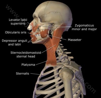 The Sternocleidomastoid Muscle & Its Channel Relationships