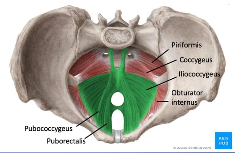 Sacroiliac Joint Pain and the Pelvic Floor: An Approach for the ...