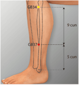 GB 37 (Guangming): Clinical Applications for this FANTASTIC Acupuncture ...